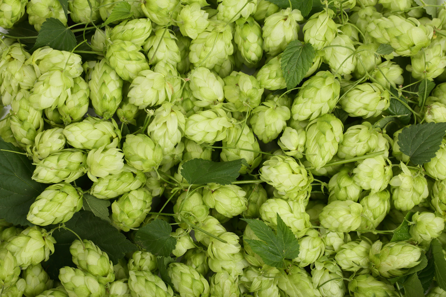 hop cones with leaf as a background, a Nature Photo by NataPhoto