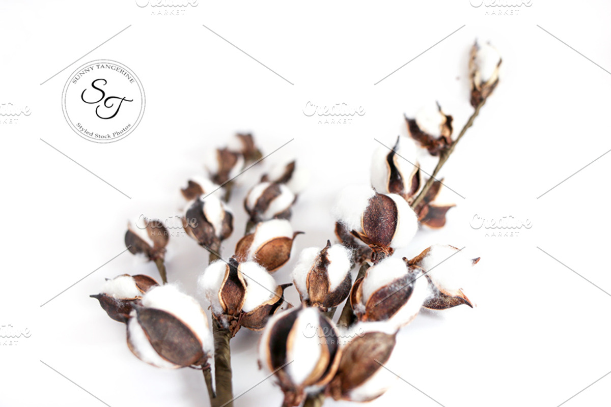 Cotton Stem Bundle, a Nature Photo by SunnyTangerine Stock | Creative ...