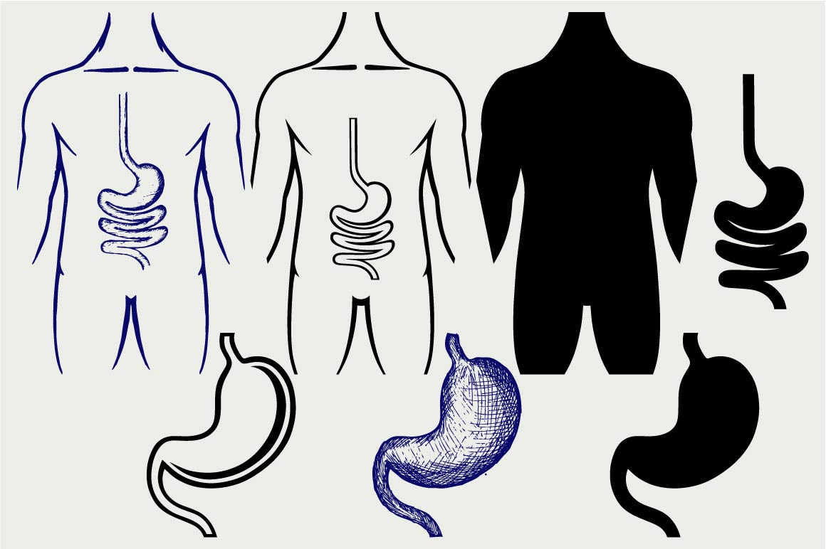 Human digestive system SVG, an Outline Icon by LineworkStock