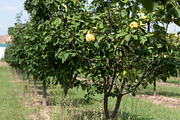 Quince orchard featuring quince, orchard, and tree, a Nature Photo by ...
