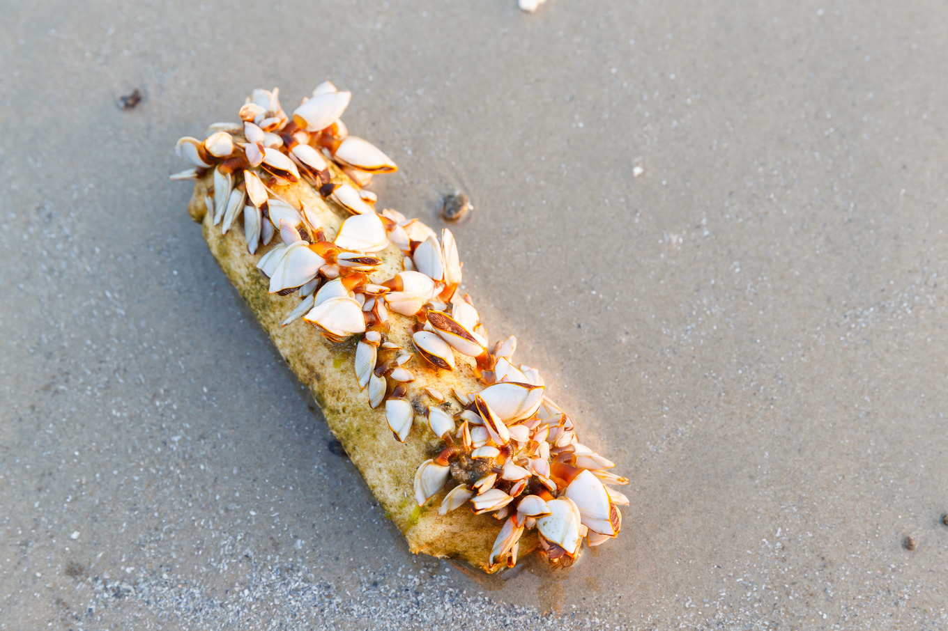 Pelagic goose barnacle, a Background Photo by Smith Chetanachan