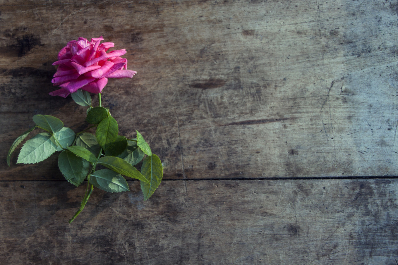 Rose on rough wooden desk, a Nature Photo by Bunny's Little Shop