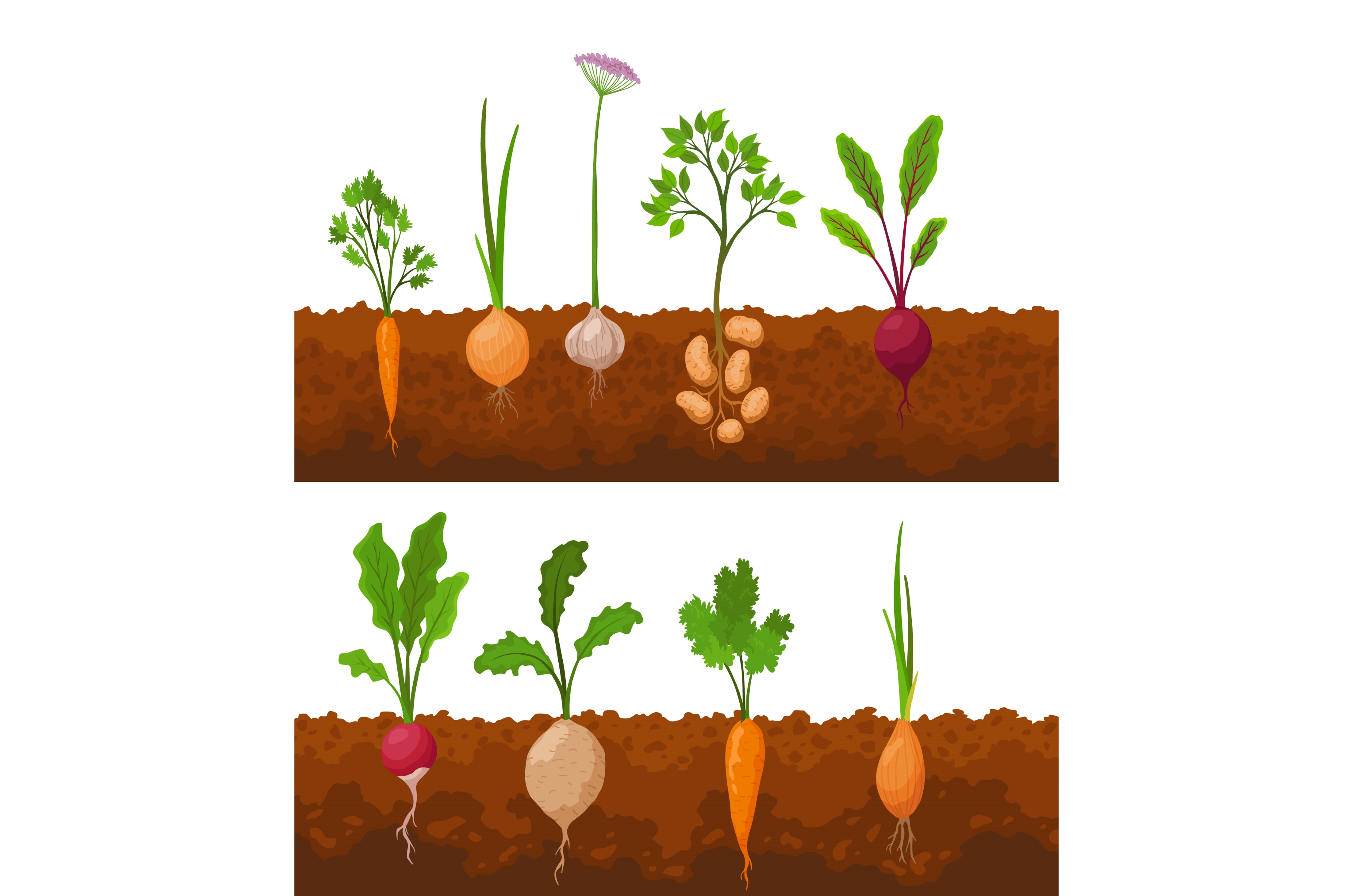 Vegetables growing in the ground, an Illustration by the8monkey