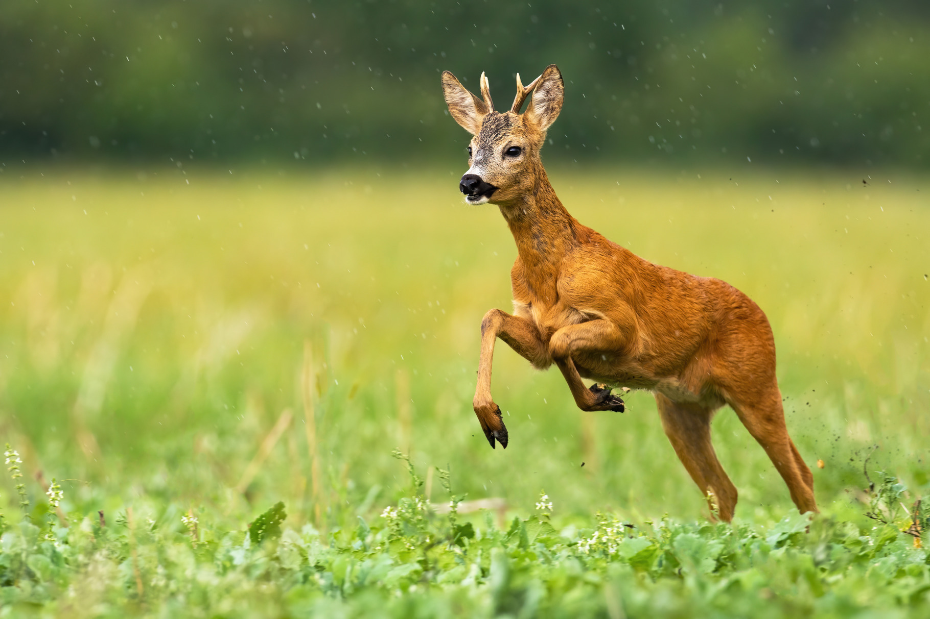Young roe deer running through the | Animal Stock Photos ~ Creative Market