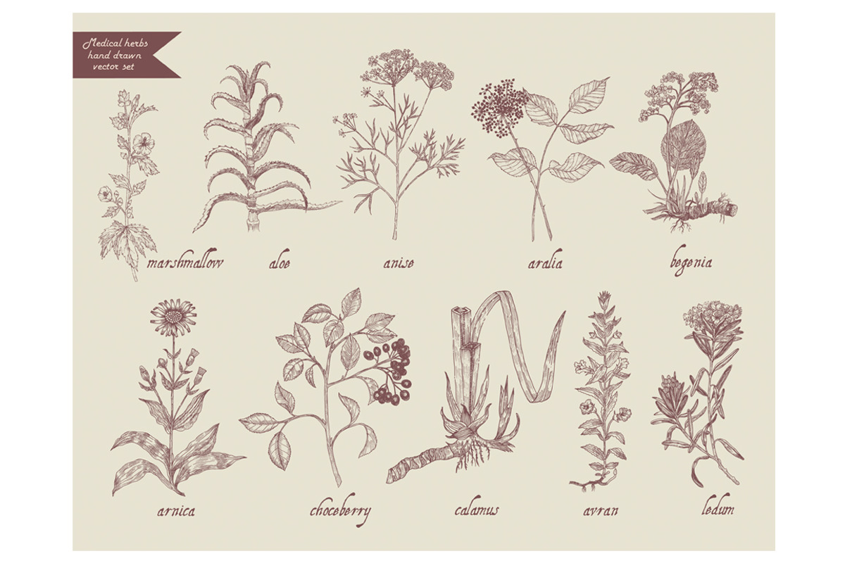 numb.3 Medical herbs vector set., an Object Graphic by Purple Sky ...