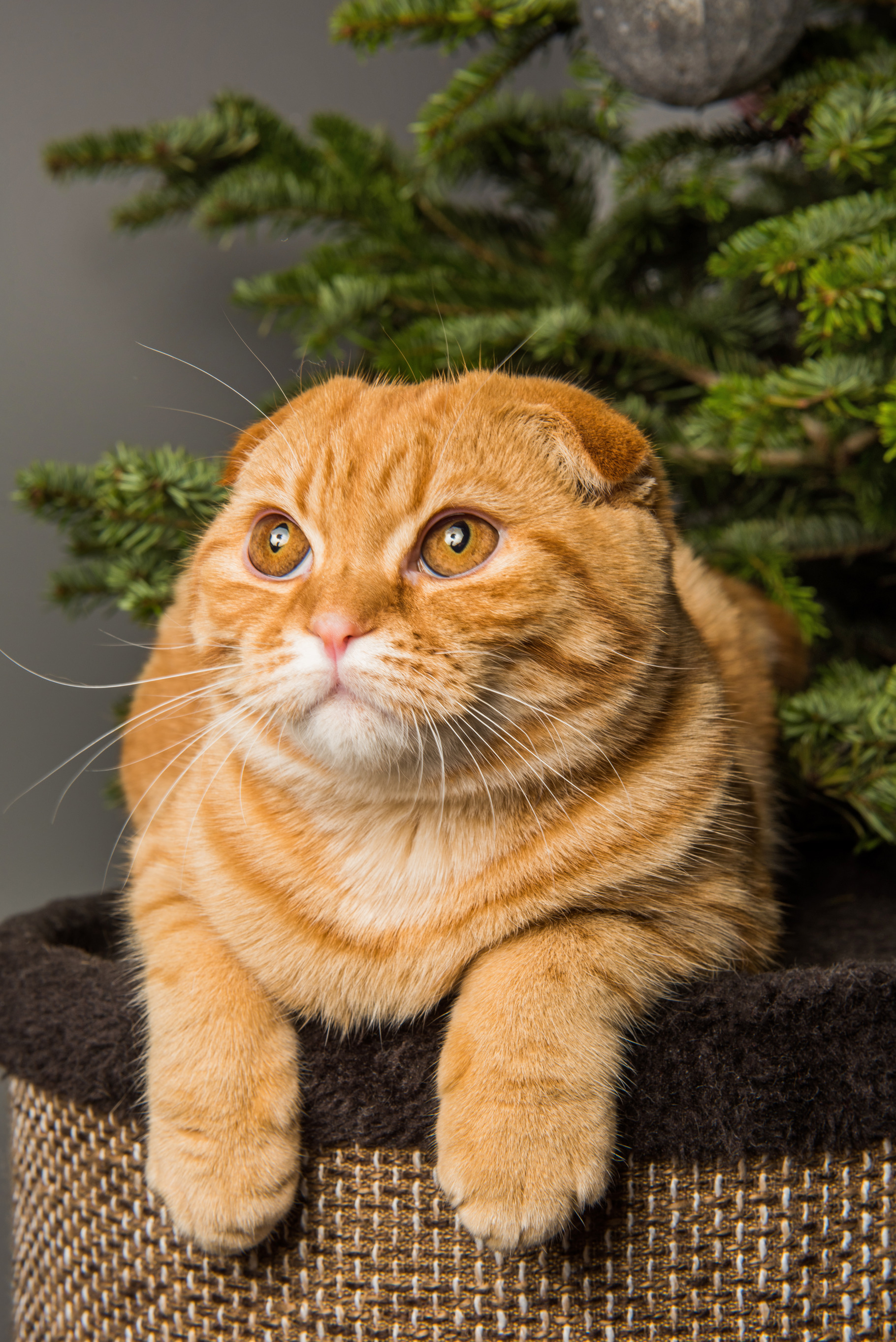 Scottish fold red cat portrait featuring cat, cute, and kitten, an ...