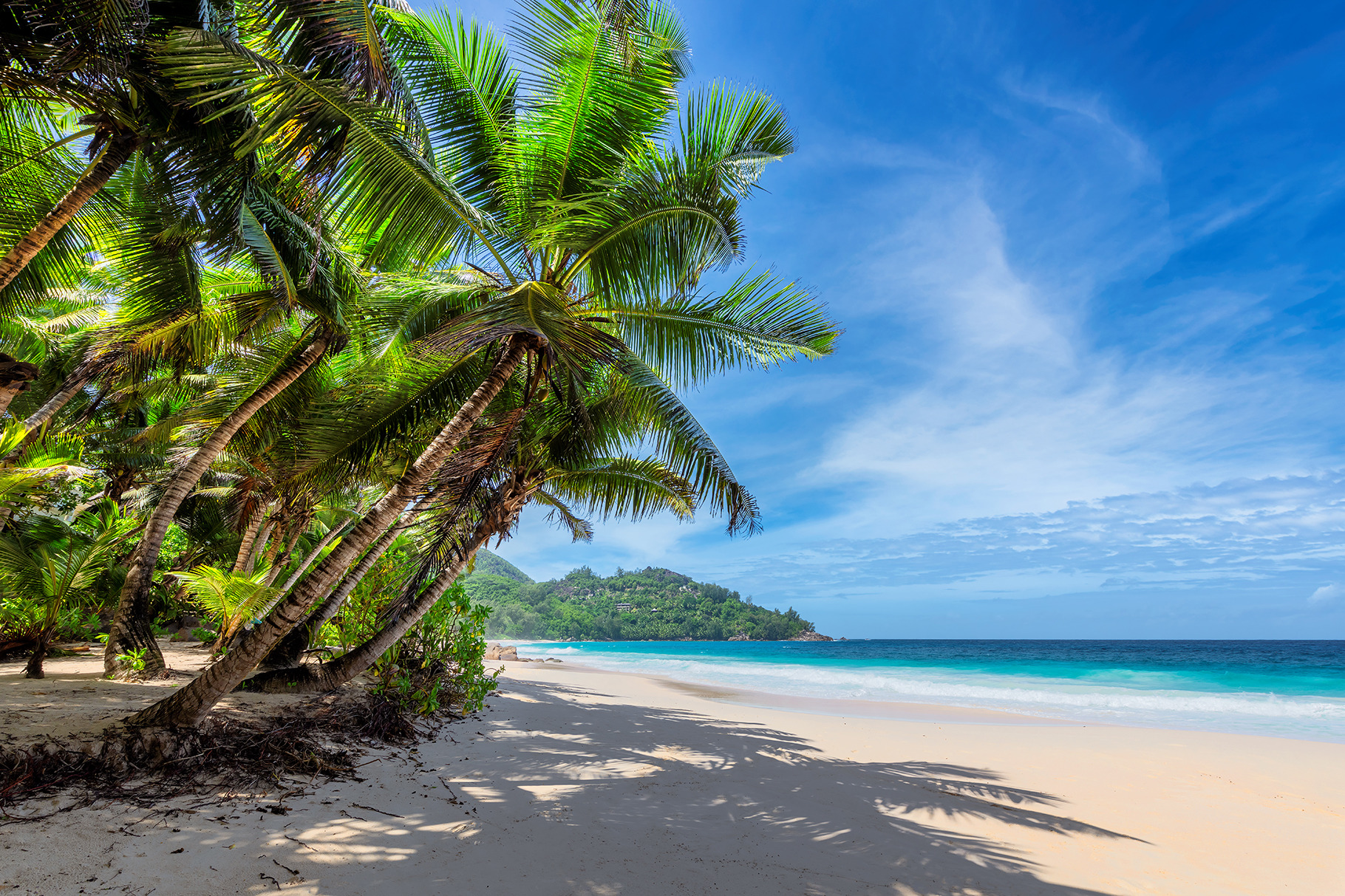 Coconut palms on tropical beach, a Nature Photo by Lucky Photographer