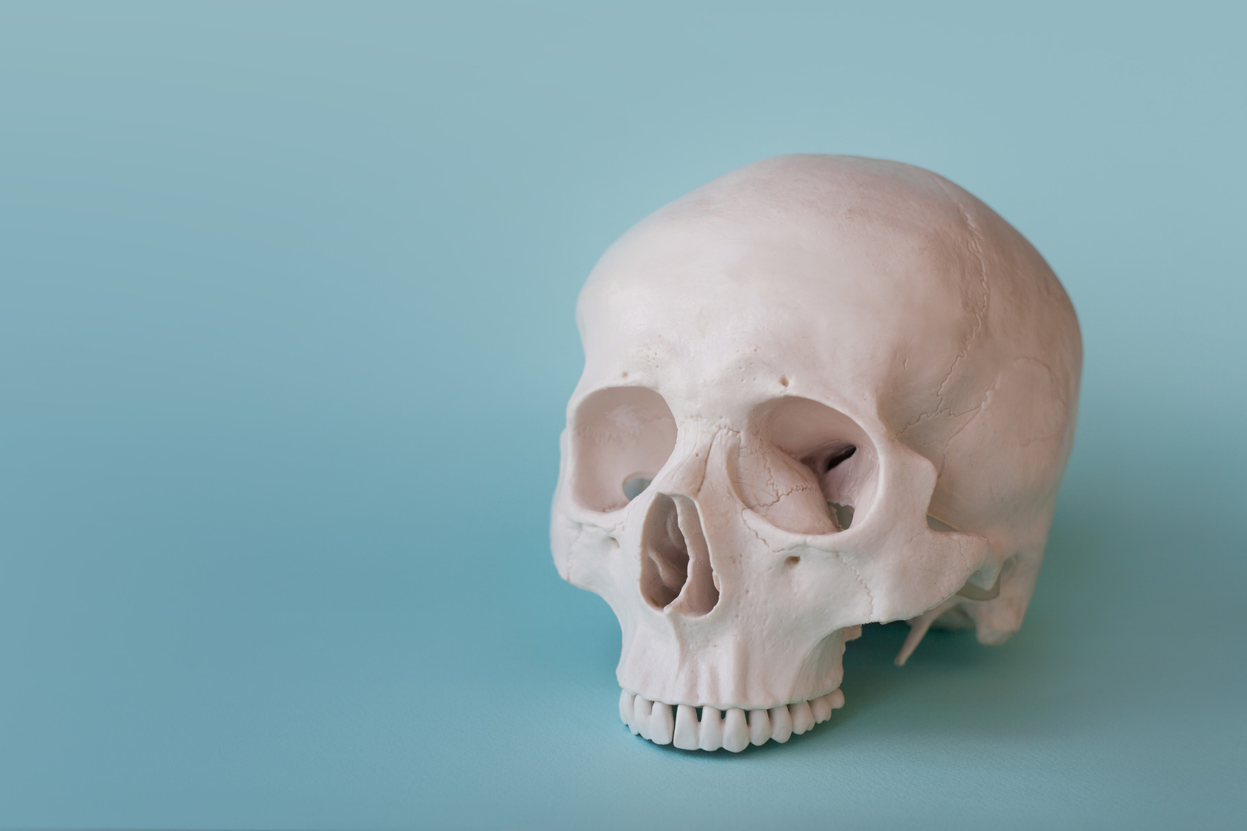 Human skull no jaw on clear blue, a School & Education Photo by ...