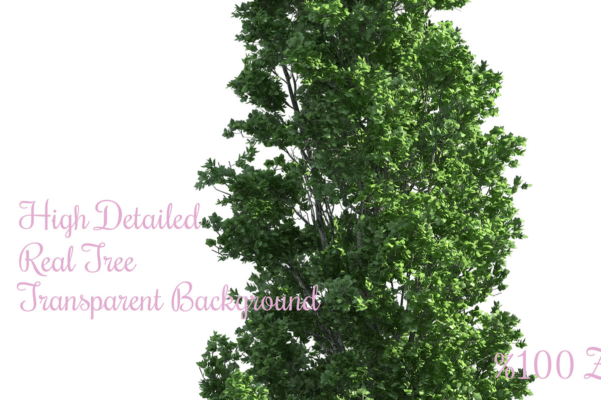 Real Tree Cliparts, Photoshop Overlays