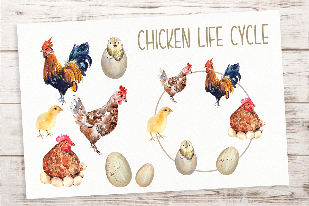 Big Life Cycle Bundle, an Education Illustration by Tati Bordiu