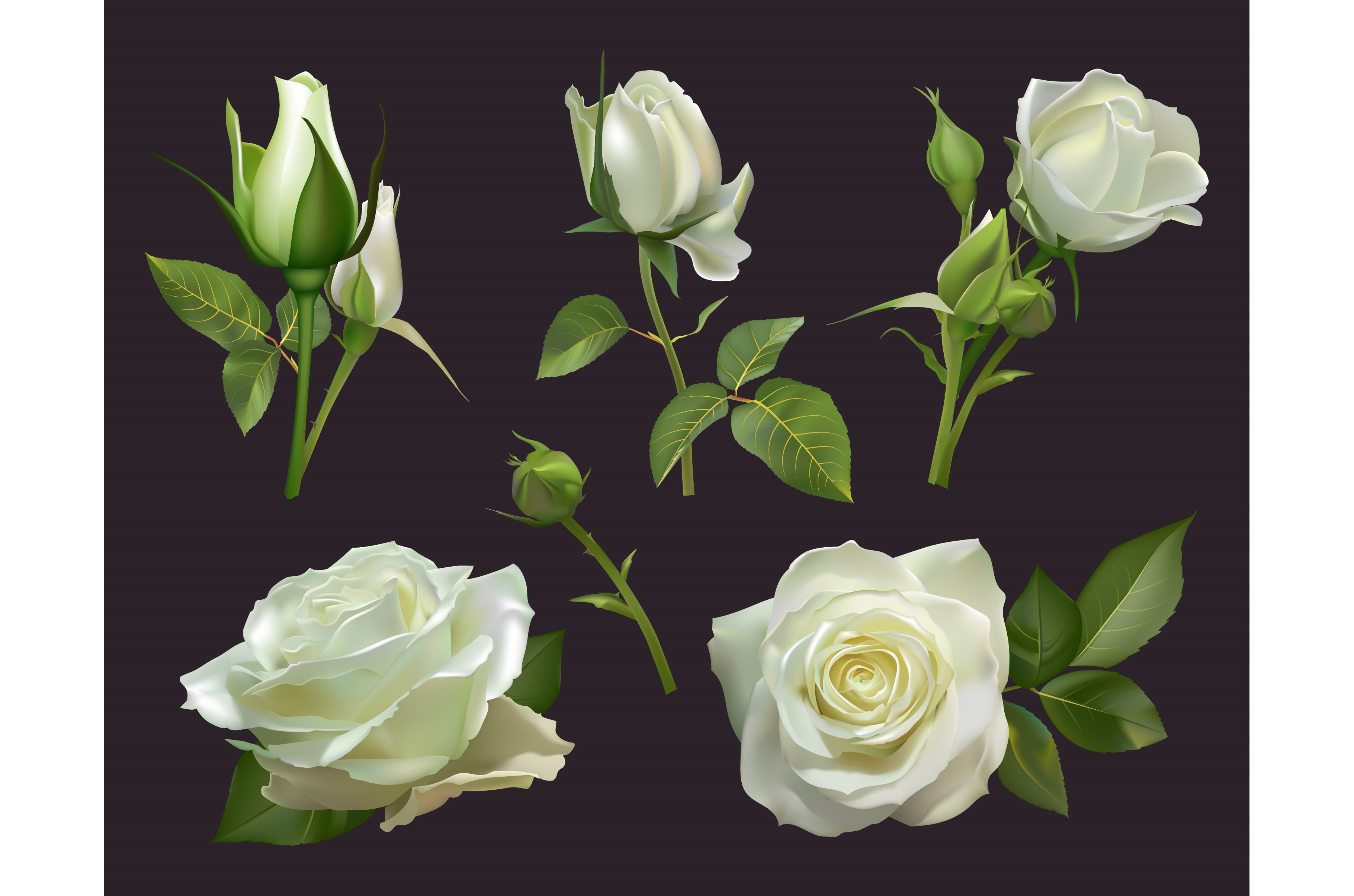 Realistic roses bouquet. White rose | Decorative Illustrations ...