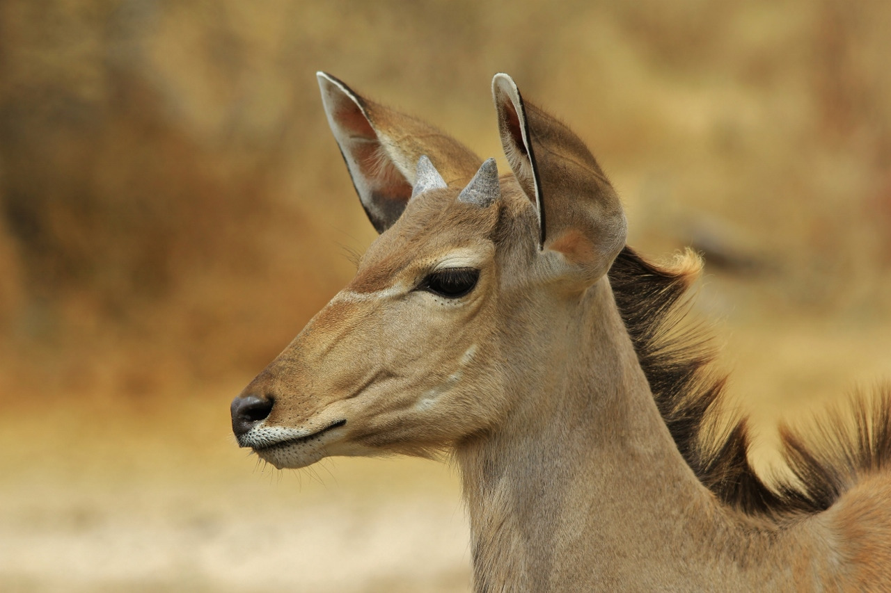 Greater Kudu - Antelope Grace, an Animal Photo by Wildlife Wonder