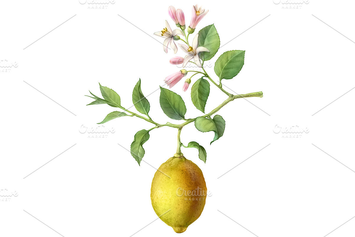 Lemon Pencil Drawing, a Food Illustration by Anna Repp Illustration