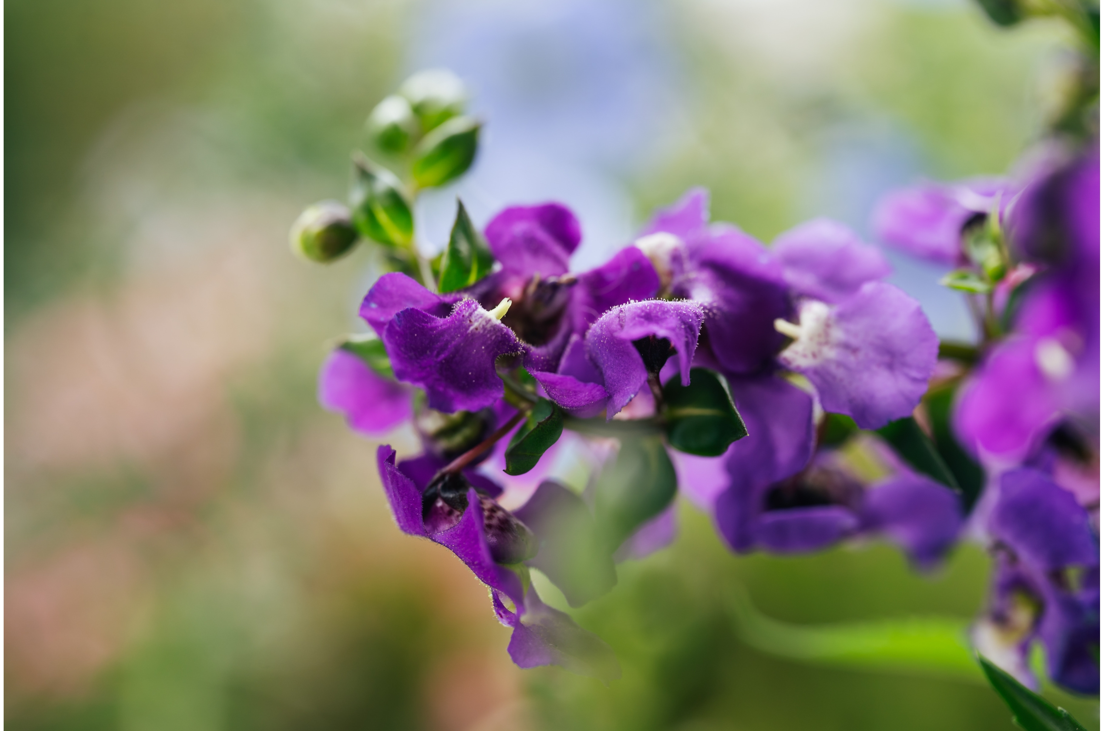 Summer snapdragon Serena Blue, a Nature Photo by Yummypic
