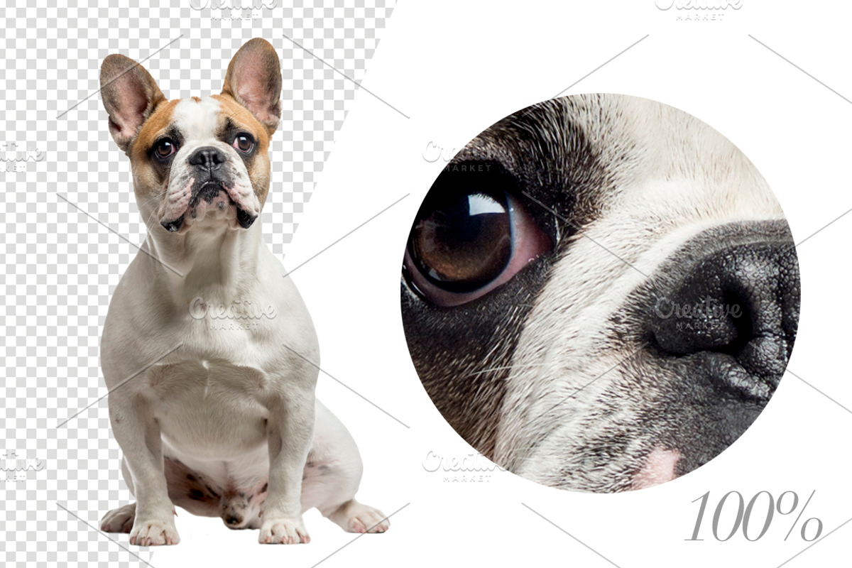 20 Dogs - Cut-out High Res Pictures, an Object Graphic by Life on White