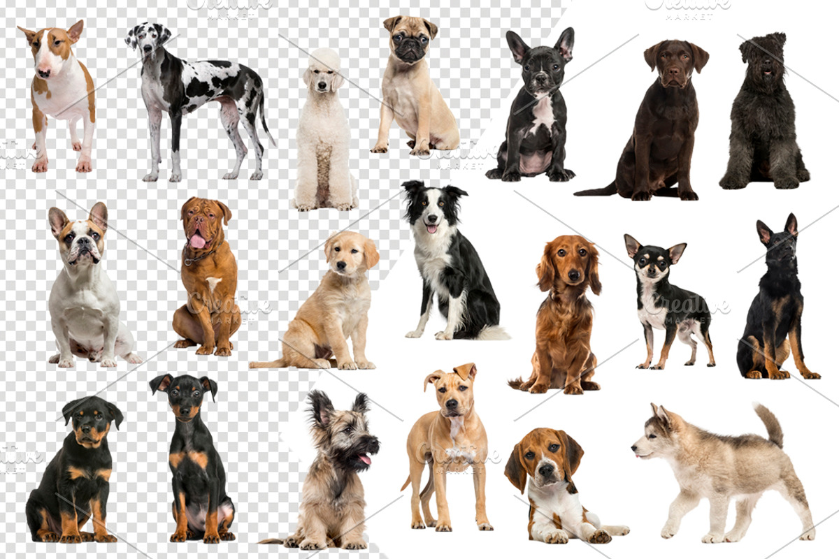 20 Dogs - Cut-out High Res Pictures, an Object Graphic by Life on White