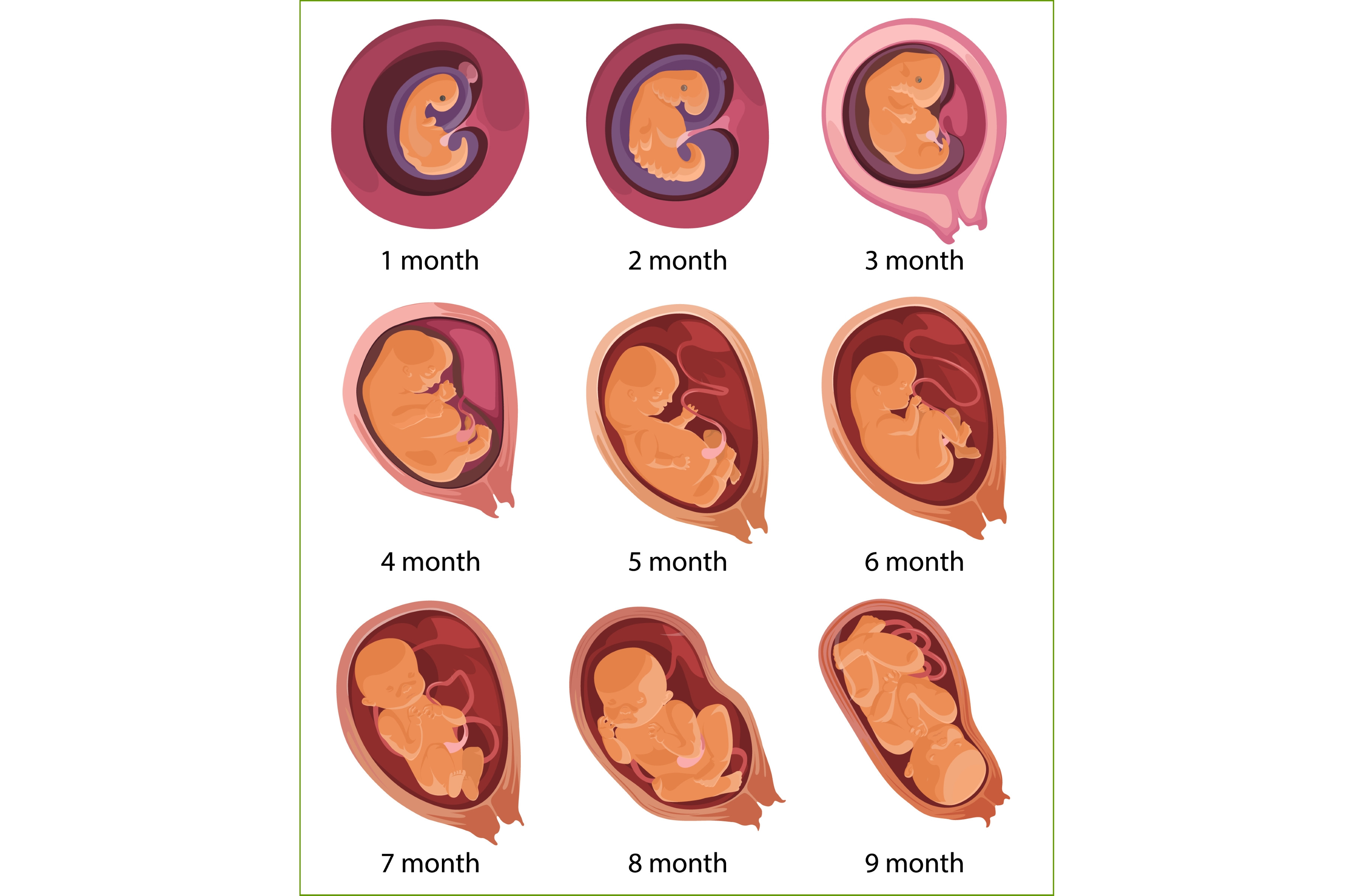 Human embryo evolution, flat vector, an Object Graphic by Siberian Art