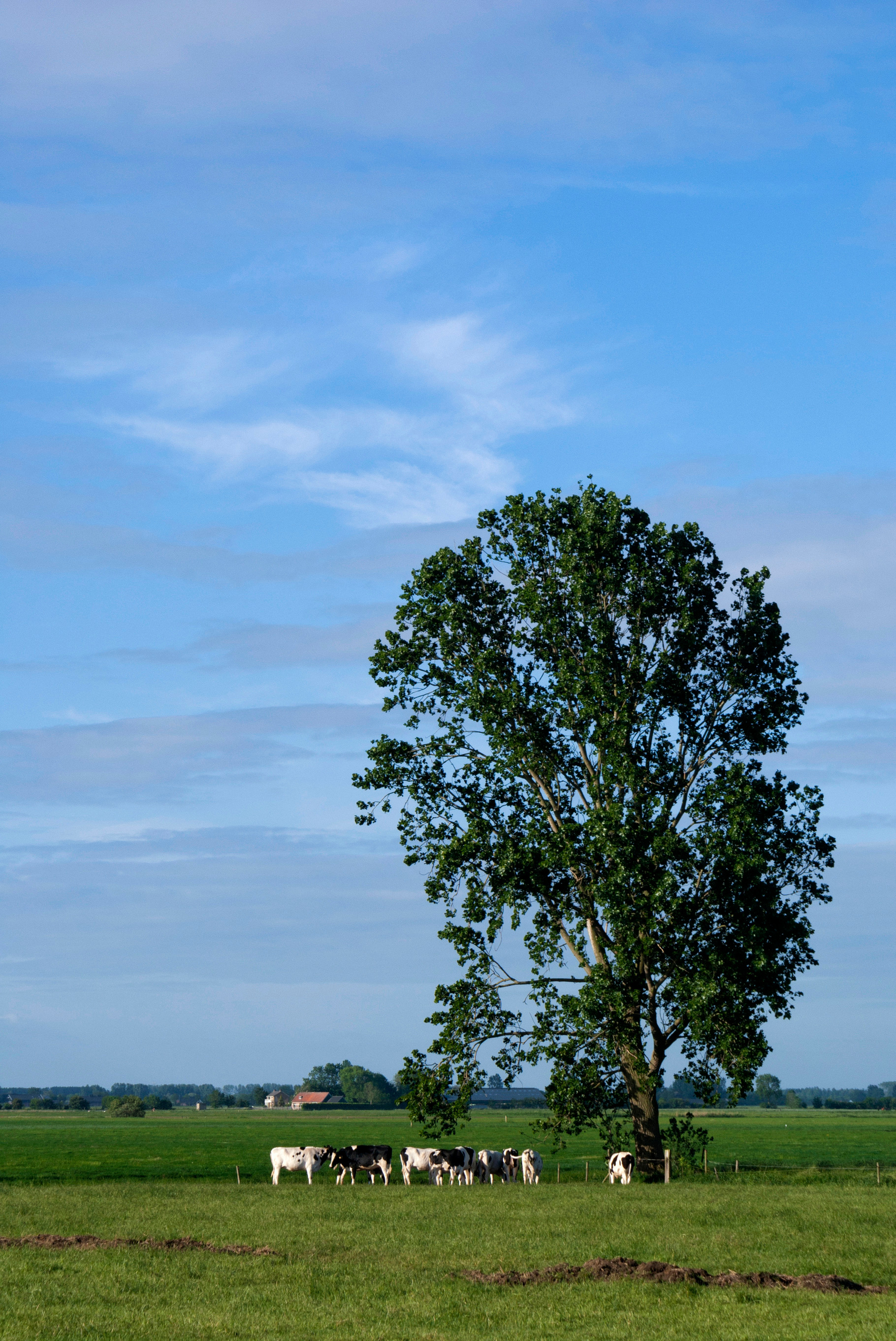 Grazing cows under a tree featuring almkerk, cow, and cows, an Animal ...