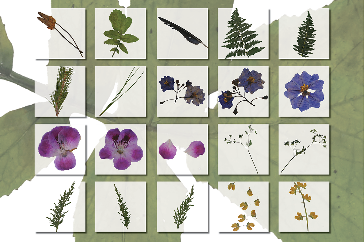 Pressed Flowers PNG Graphics, an Object Graphic by Squid Ink