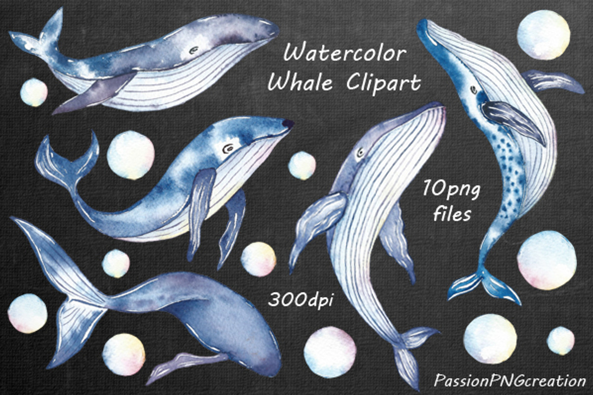 Watercolor Whale Clipart, an Animal Illustration by PassionPNGcreation