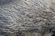 Wild boar skin containing skin, background, and animal, an Animal Photo ...
