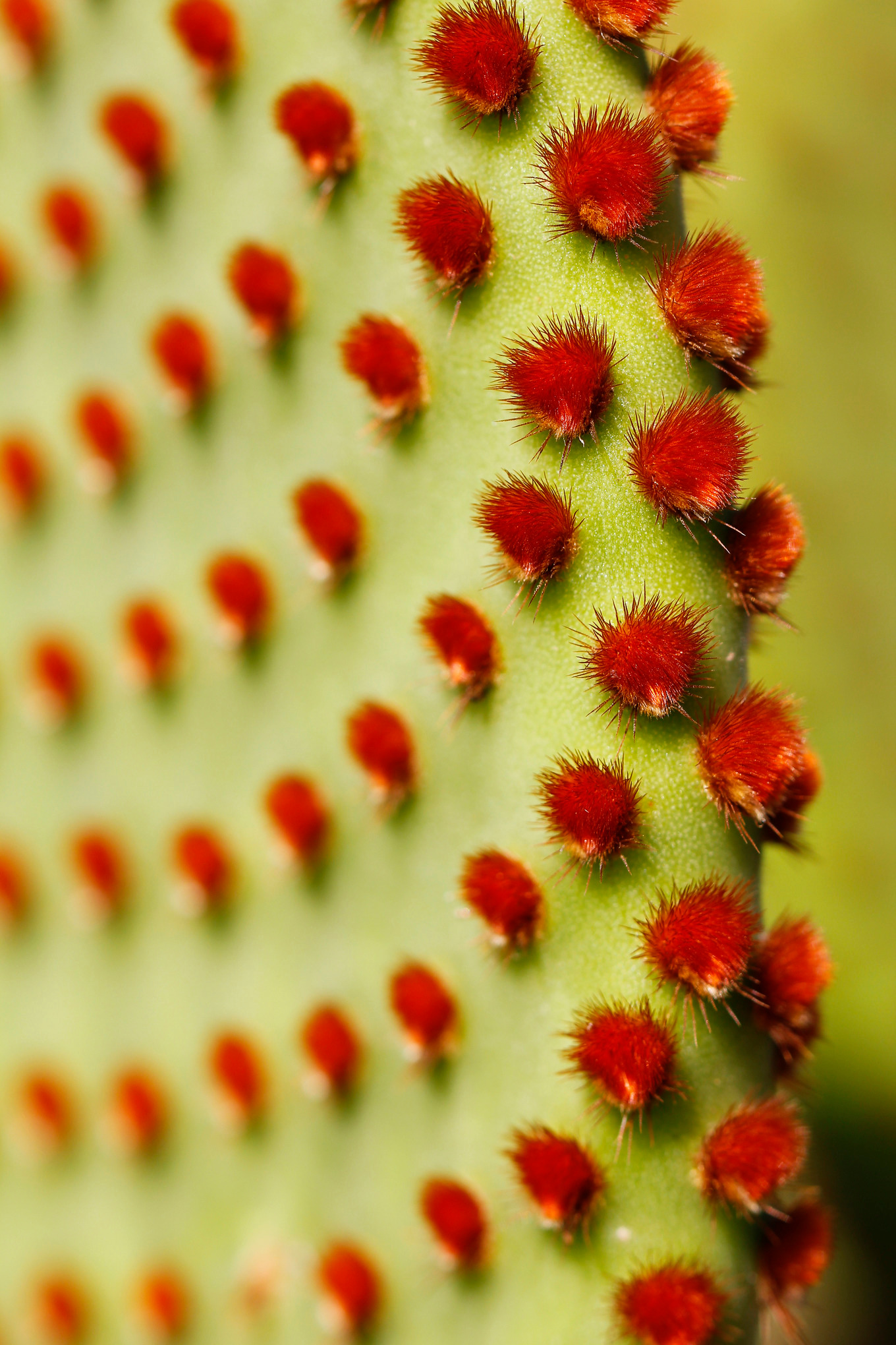 Macro cactus featuring cactus, macro, and nature, a Nature Photo by ...