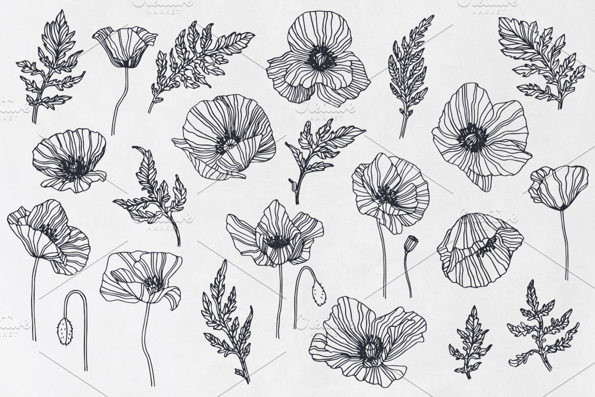 Poppy Lines, an Illustration by Petite Salade