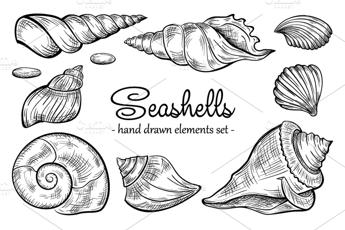 Seashells design elements set lite, an Illustration by Graphic Magic