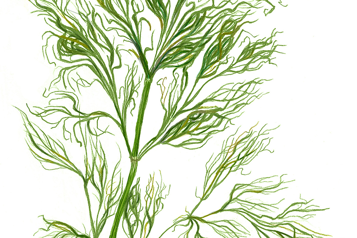 Garden Herbs Set Pencil Drawing, a Food Illustration by Anna Repp ...
