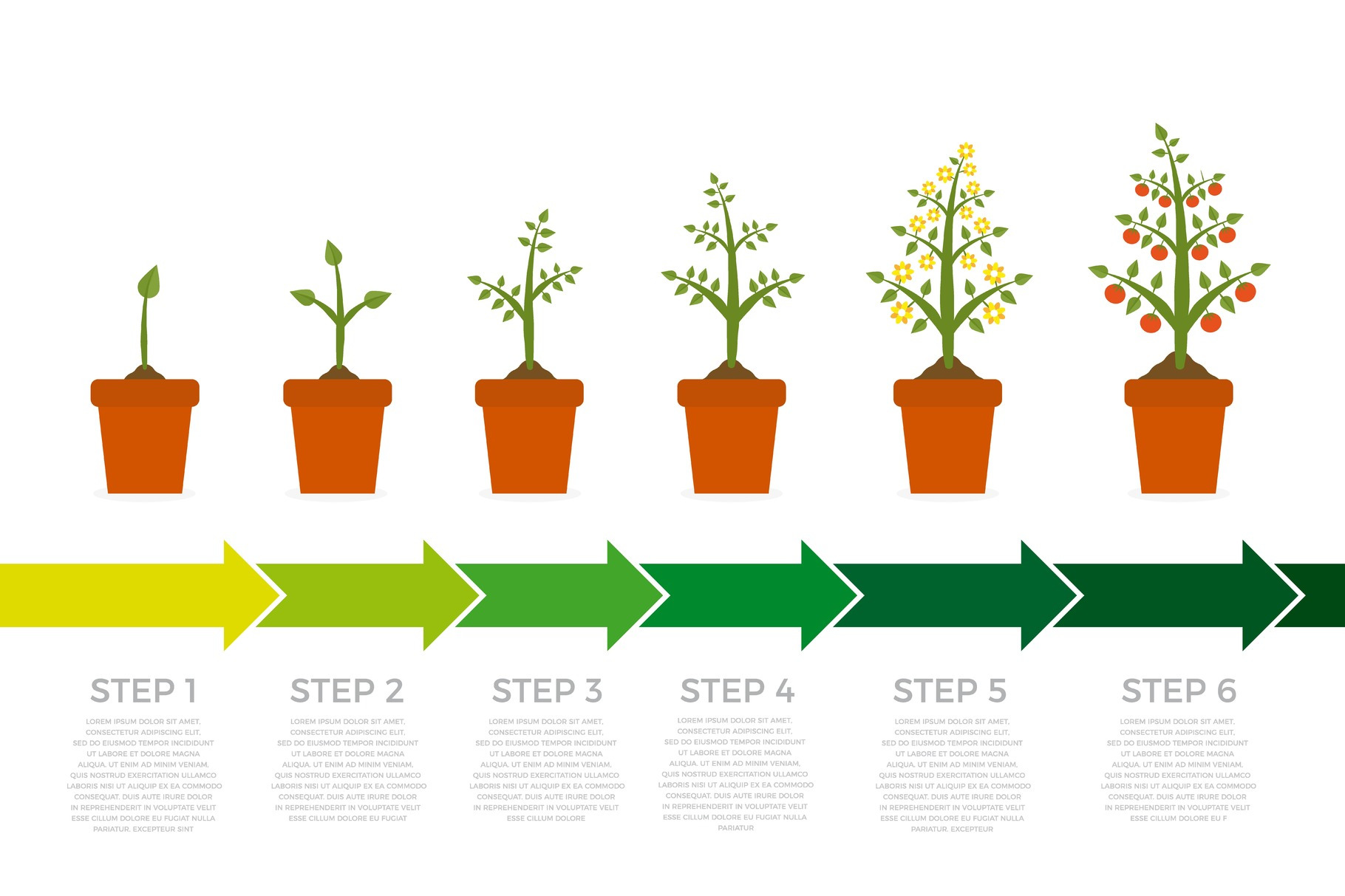 Vector infographic of plant growth, an Object Graphic by GraphiShop