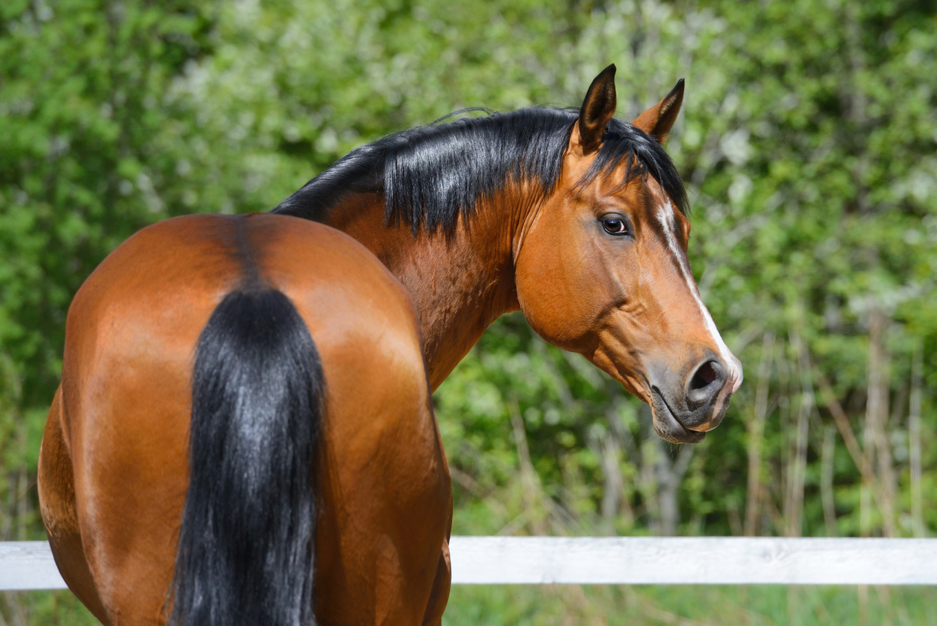Horse of ukrainian riding breed featuring animal, bay, and closeup, an ...