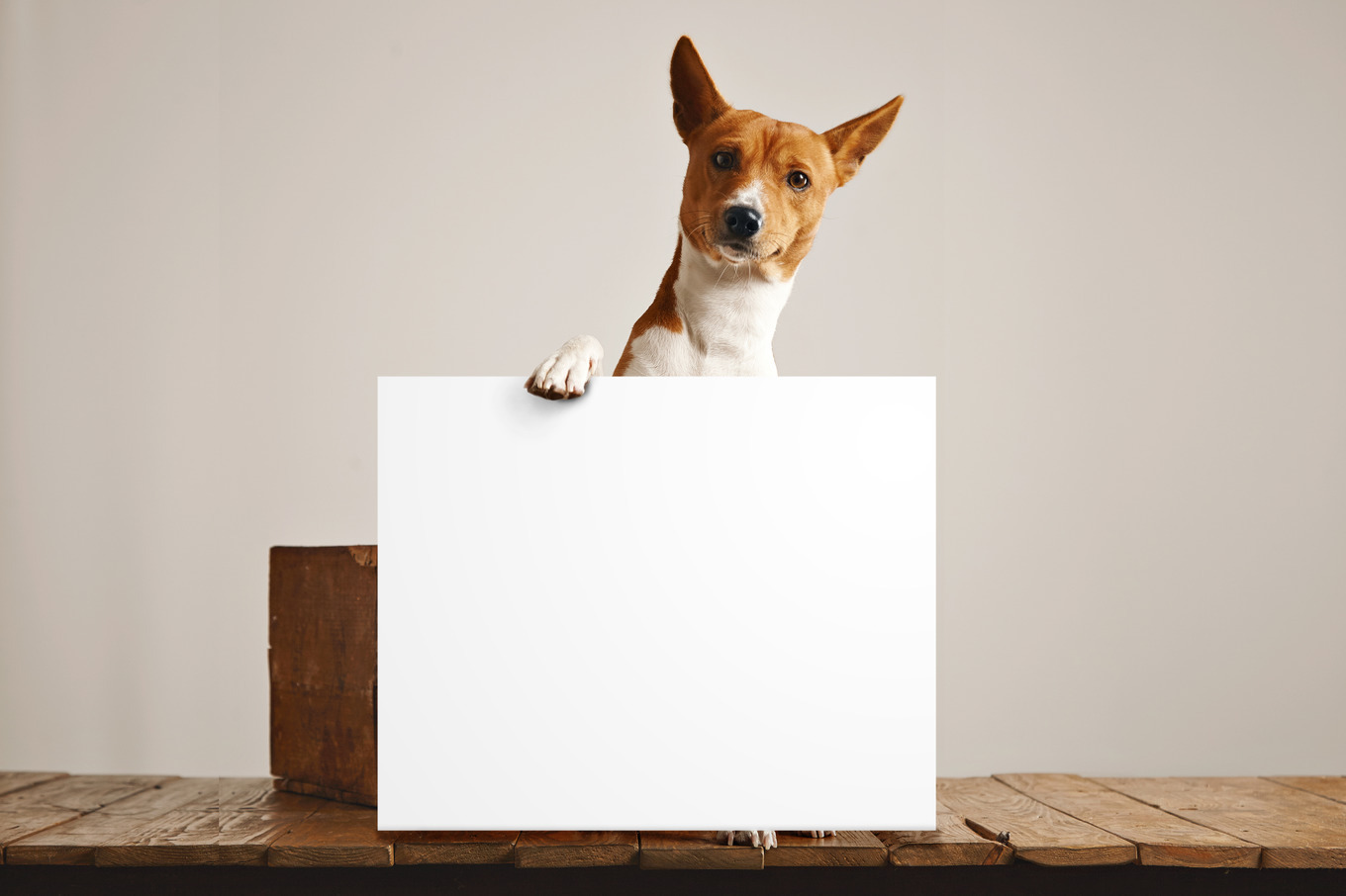 Cute dog with a large blank sign, an Animal Photo by DeRepente