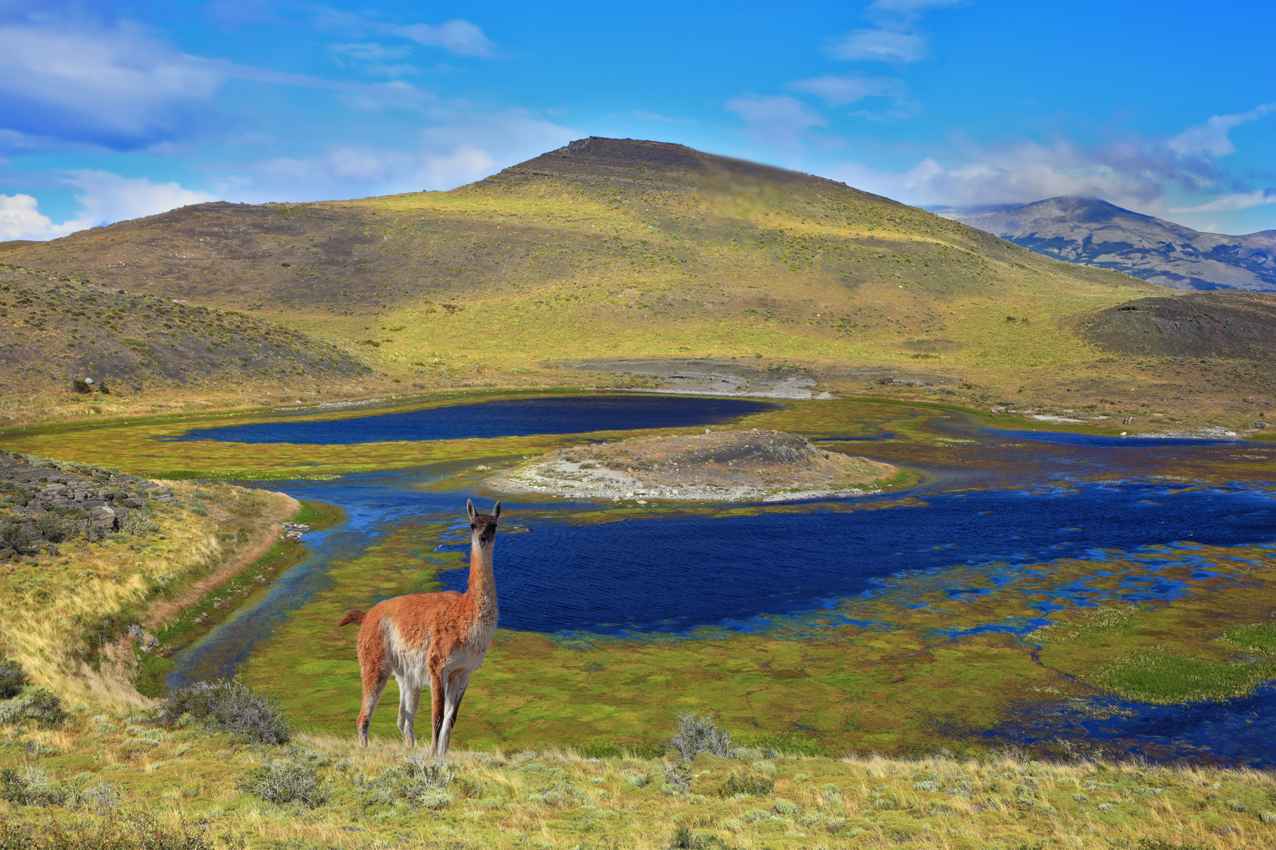 The superficial lake and guanaco, a Nature Photo by kavram