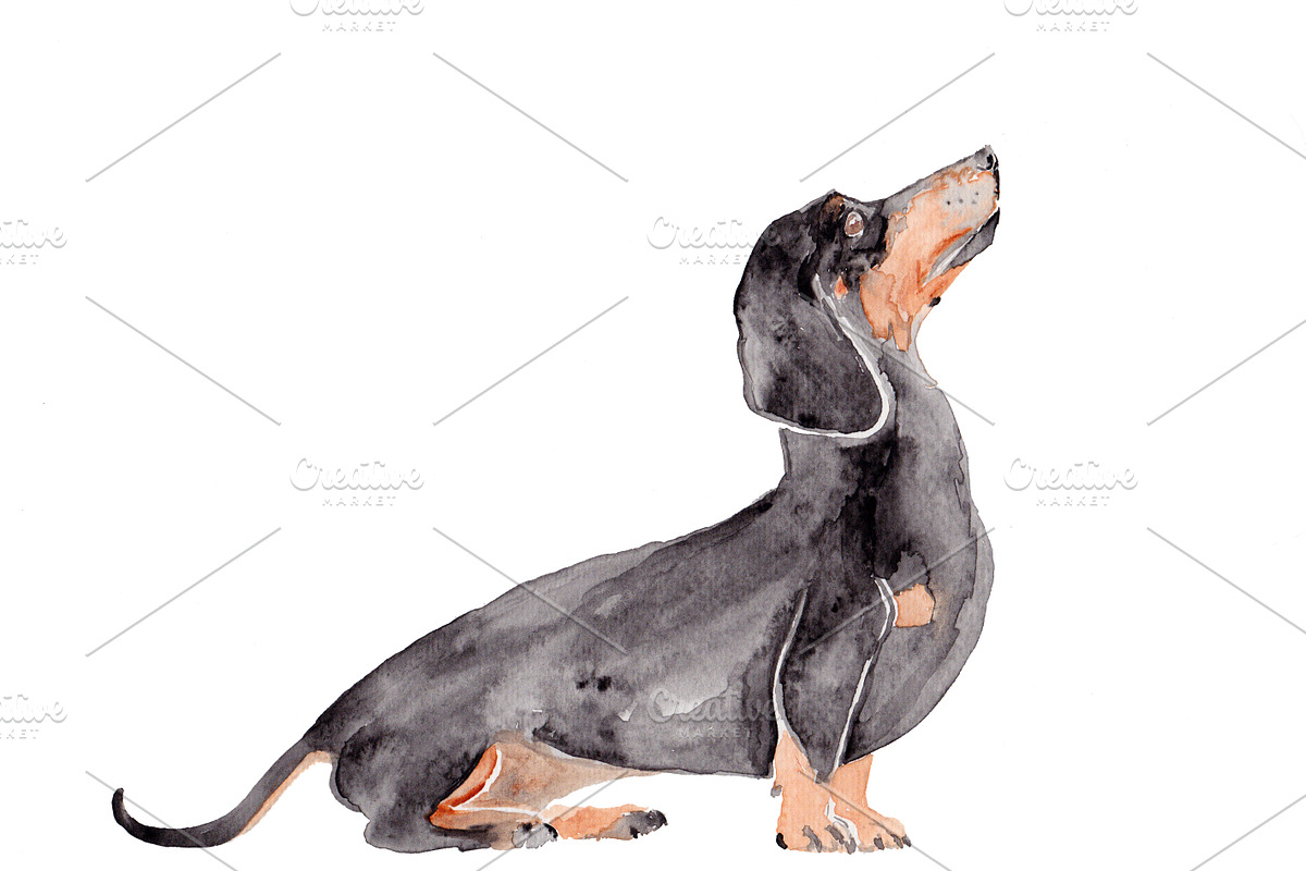 Wiener Dog Illustration, an Illustration by Foxery Digital