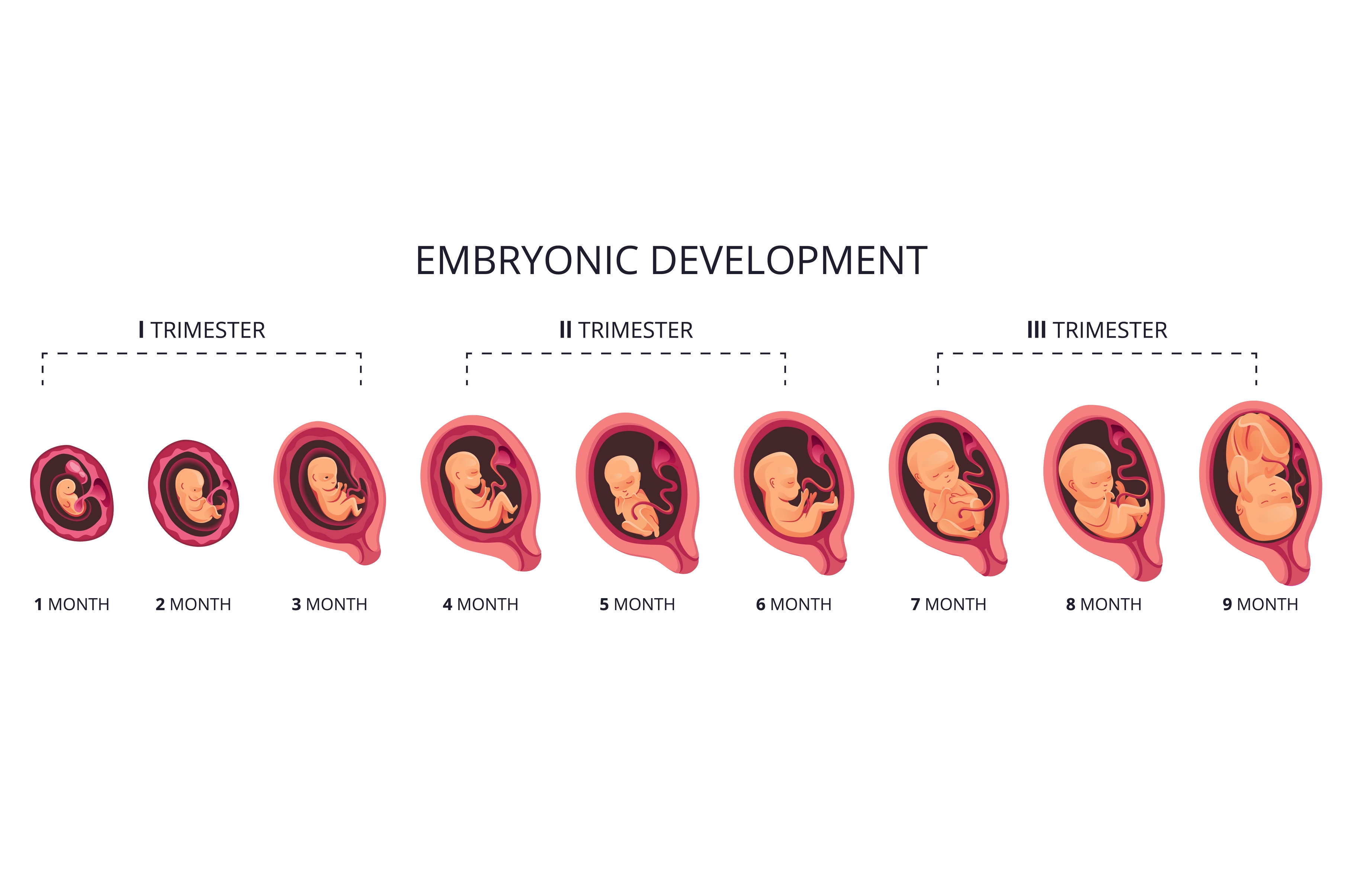 Embryo month stage growth, an Object Graphic by Things for designers
