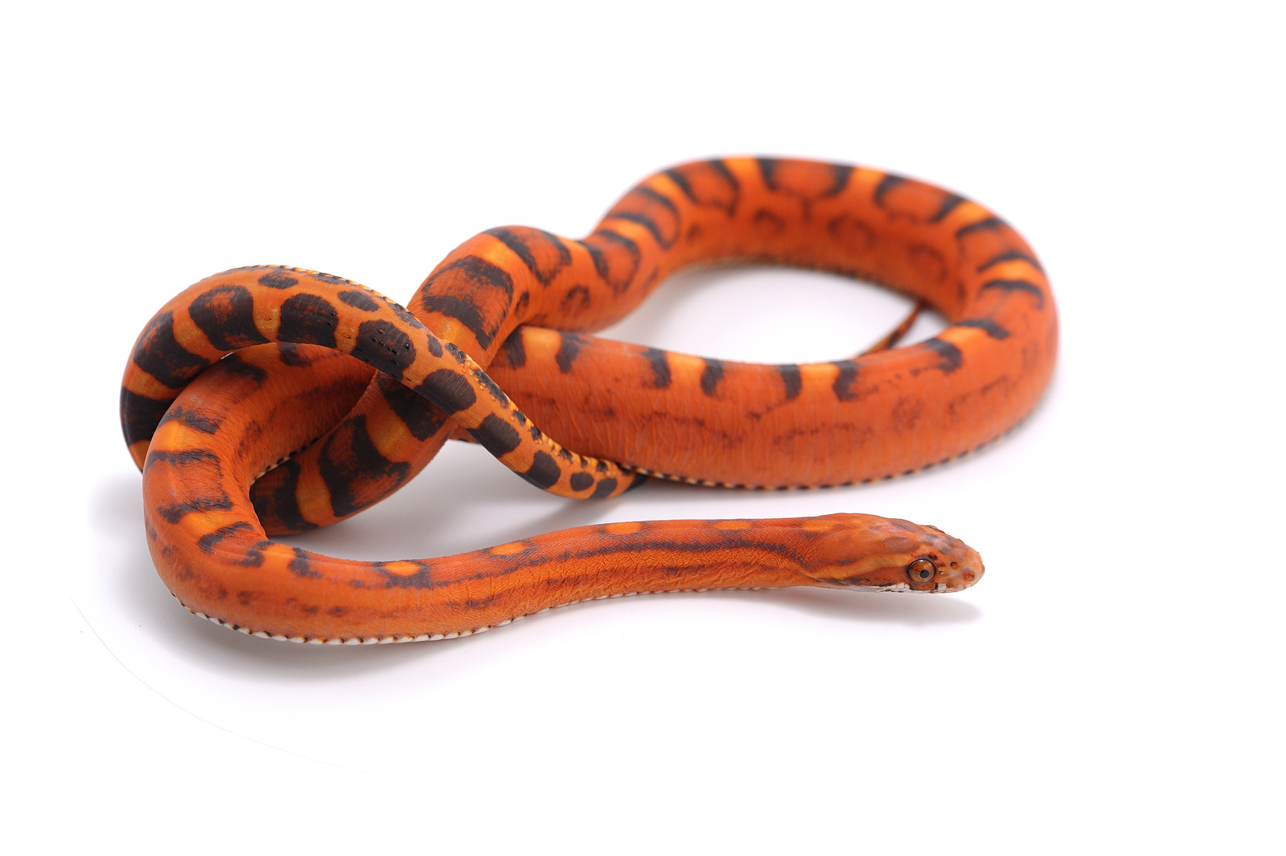 Scaleless corn snake isolated featuring aggression, albino, and animal ...