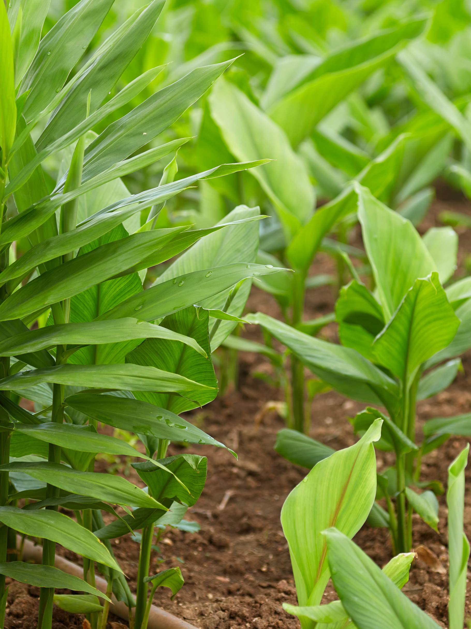 Ginger with galangal tree leaves featuring garden, tree, and plant, a ...
