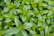 Peppermint plants ready for harvest, a Food & Drink Photo by Zigzag ...