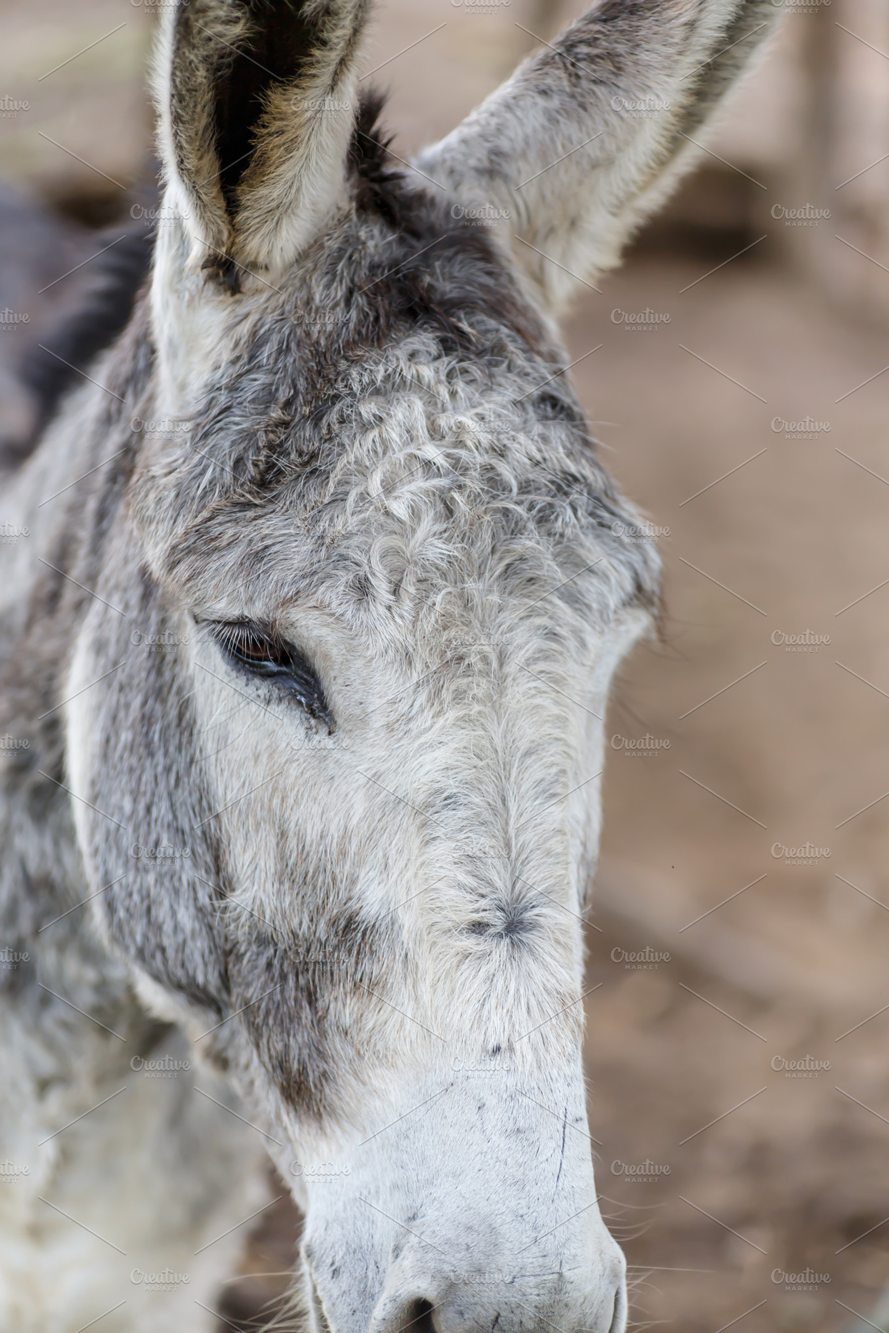 donkey in detail, an Animal Photo by riderfoot | Creative Market