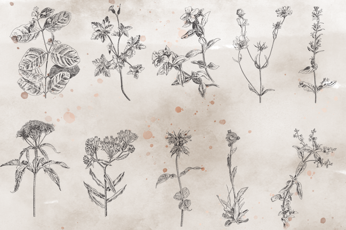VintageVectorized-Wildflower Clipart, an Illustration by ThirdTryCharm