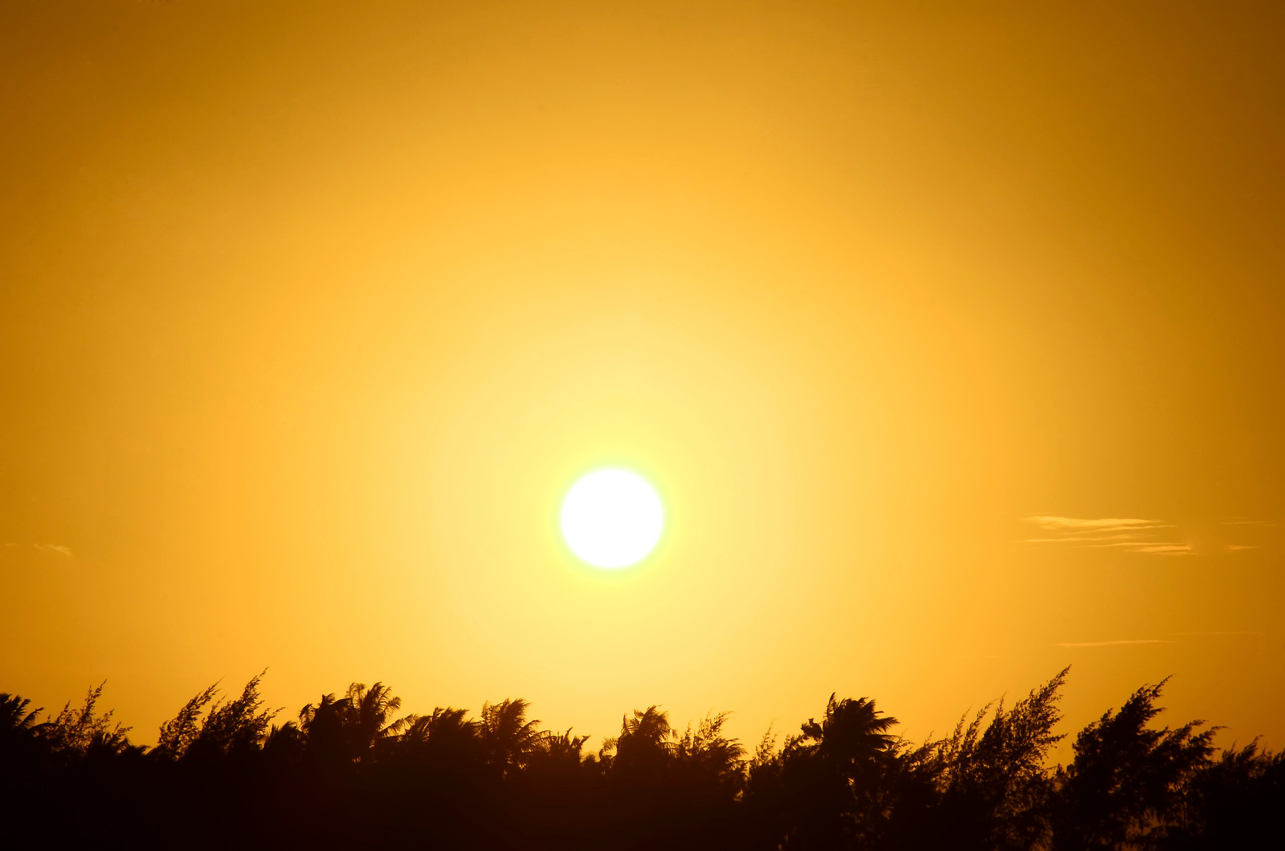 Trees silhouette sunset containing art, asia, and asian, a Nature Photo ...