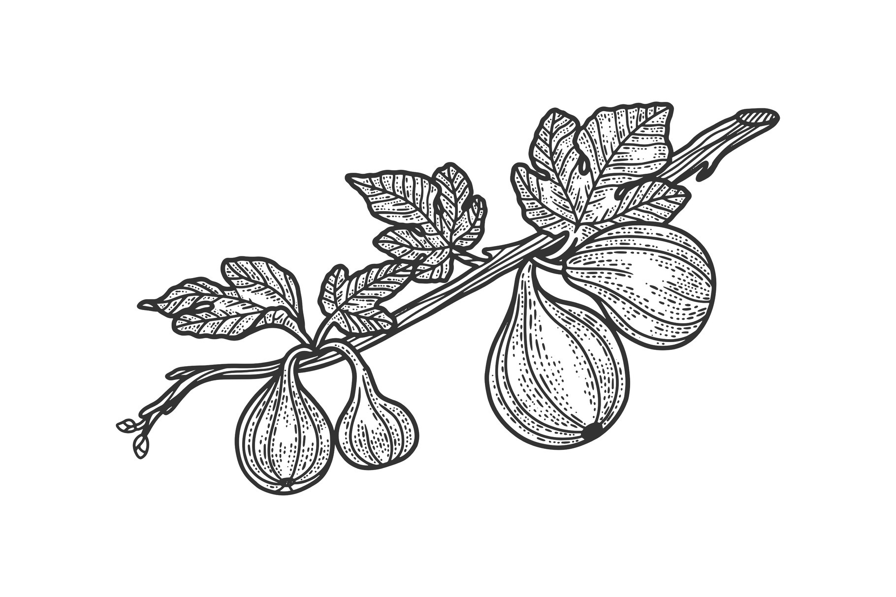 Common fig sketch vector | Object Illustrations ~ Creative Market