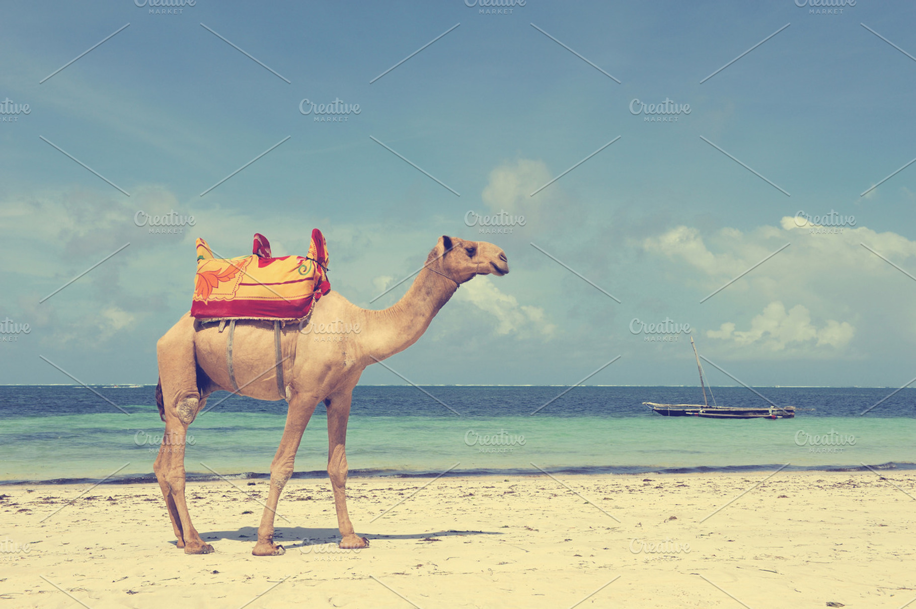 Camel on beach containing camel, beach, and sand, an Animal Photo by ...