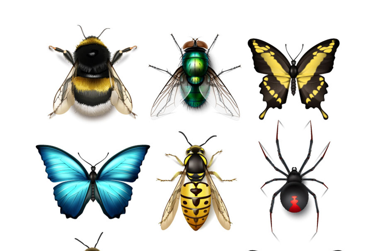 Vector Realistic Insect Bundle, an Object Illustration by Zonda
