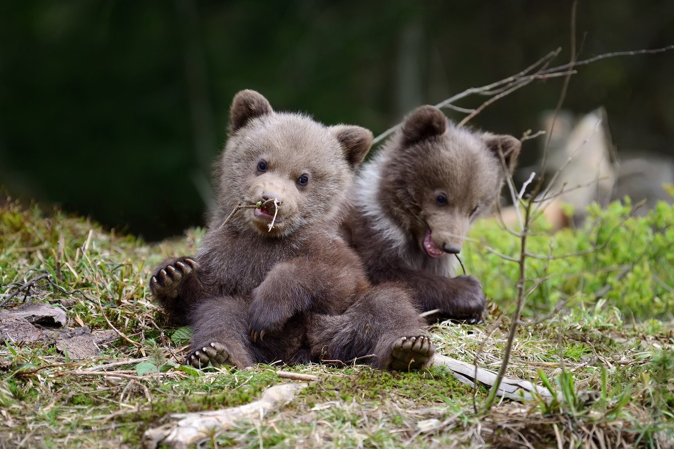 Bear cub containing bear, animal, and wildlife, an Animal Photo by Byrdyak