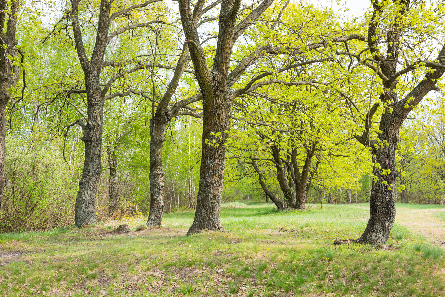 Green park with oak trees featuring park, tree, and trees | Nature ...