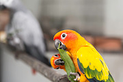 Lovely Sunconure Parrot Birds, an Animal Photo by PeoGeo Studio