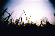 Grass at ground level, a Nature Photo by lo-stock
