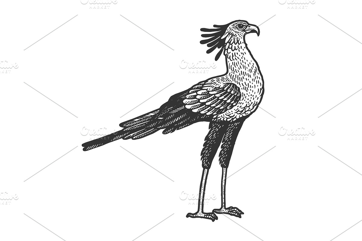 Secretary bird animal sketch vector, an Animal Illustration by AlexArt
