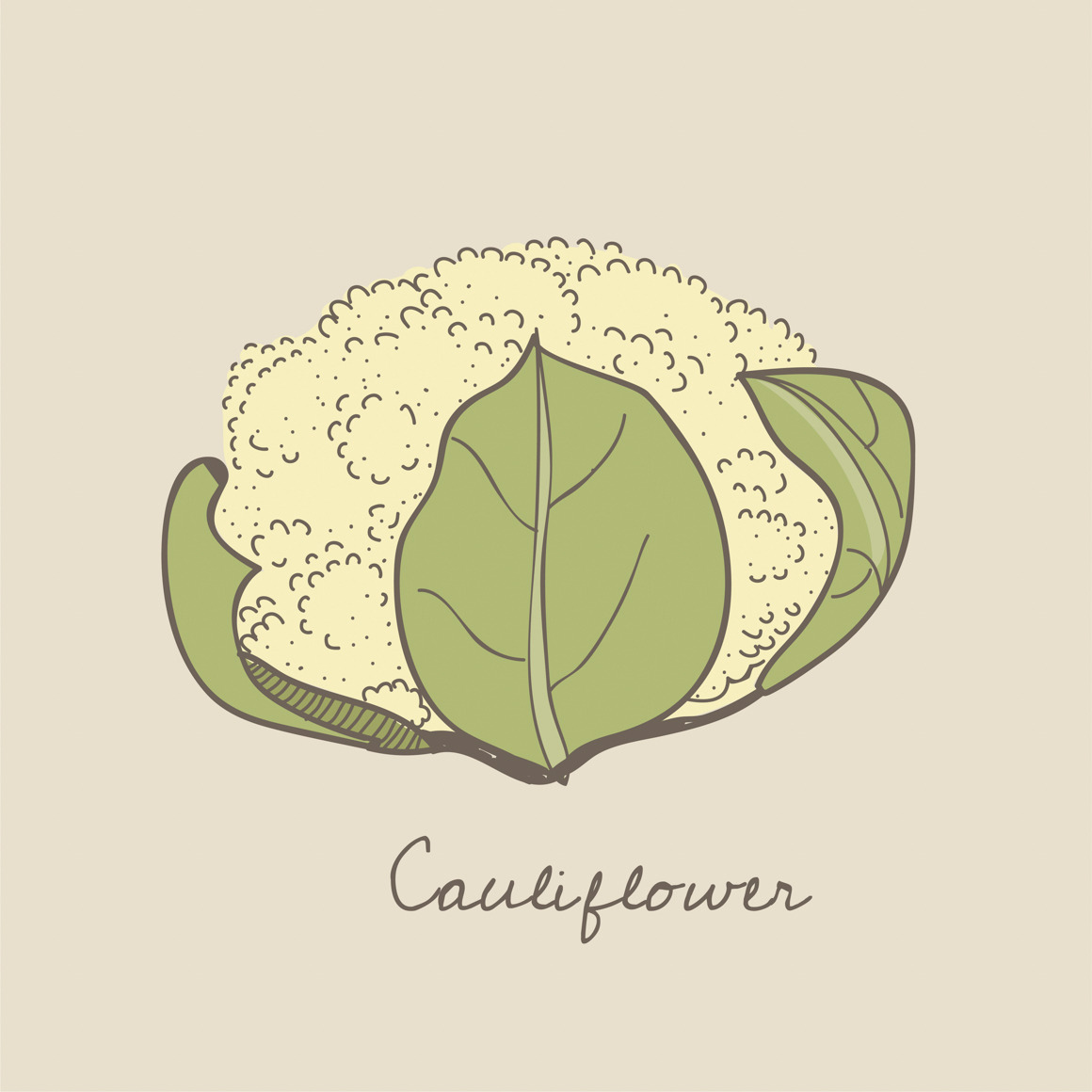 Illustration of cauliflower, a Food Illustration by rawpixel
